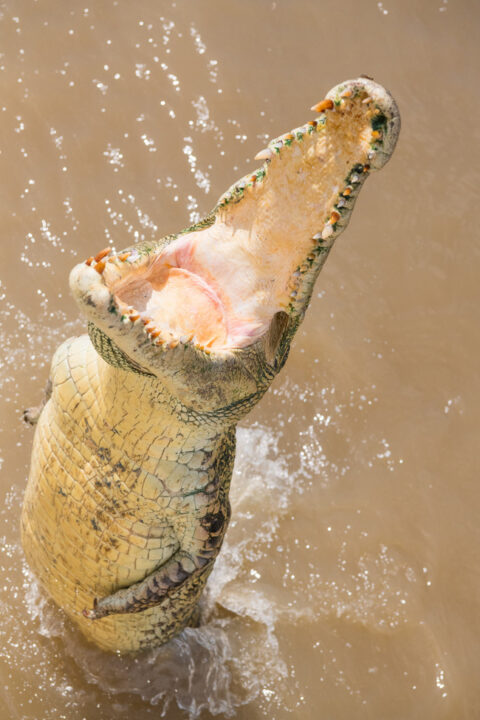 What to expect - Spectacular Jumping Crocodile Cruise